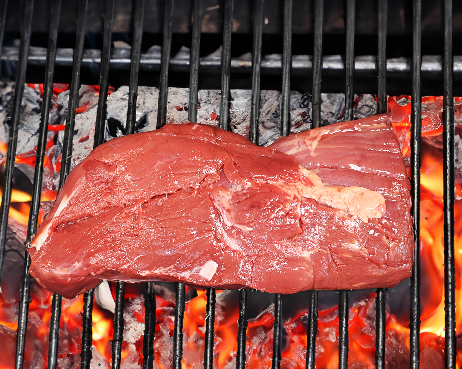 Filet Mignon - UTE Bison